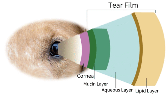 Schirmer Test Tear Veterinary Ophthalmology- Wise Vision International ...